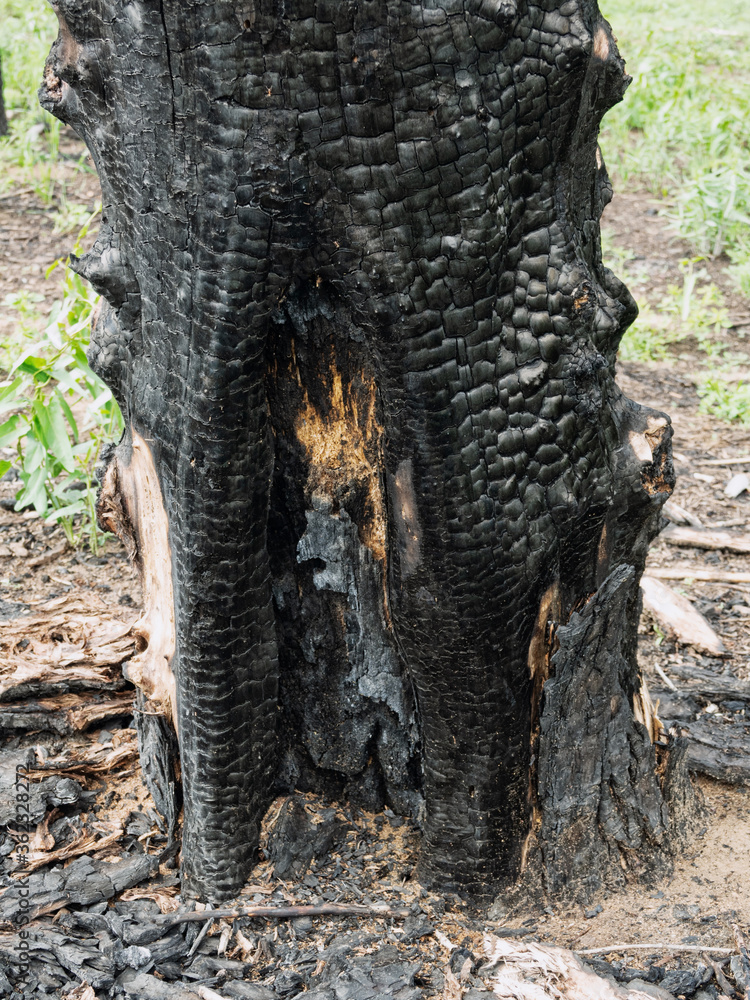 Forestry. Burnt tree trunks after a forest fire that took place three years ago. Deciduous ...