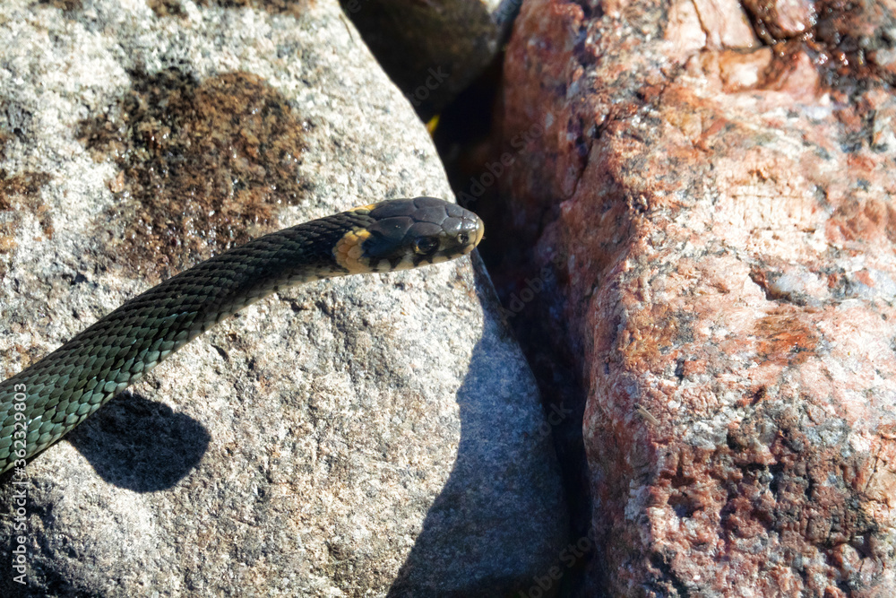 Common Grass-snake (Natrix natrix) from the East Baltic sea coast ...