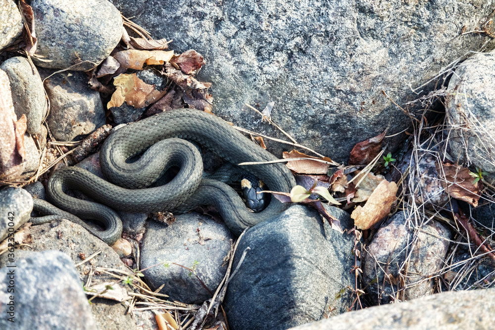 Common Grass-snake (Natrix natrix) from the East Baltic sea coast ...