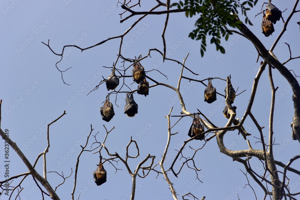 Many Indian flying fox (Pteropus giganteus) hang from a tree during the ...