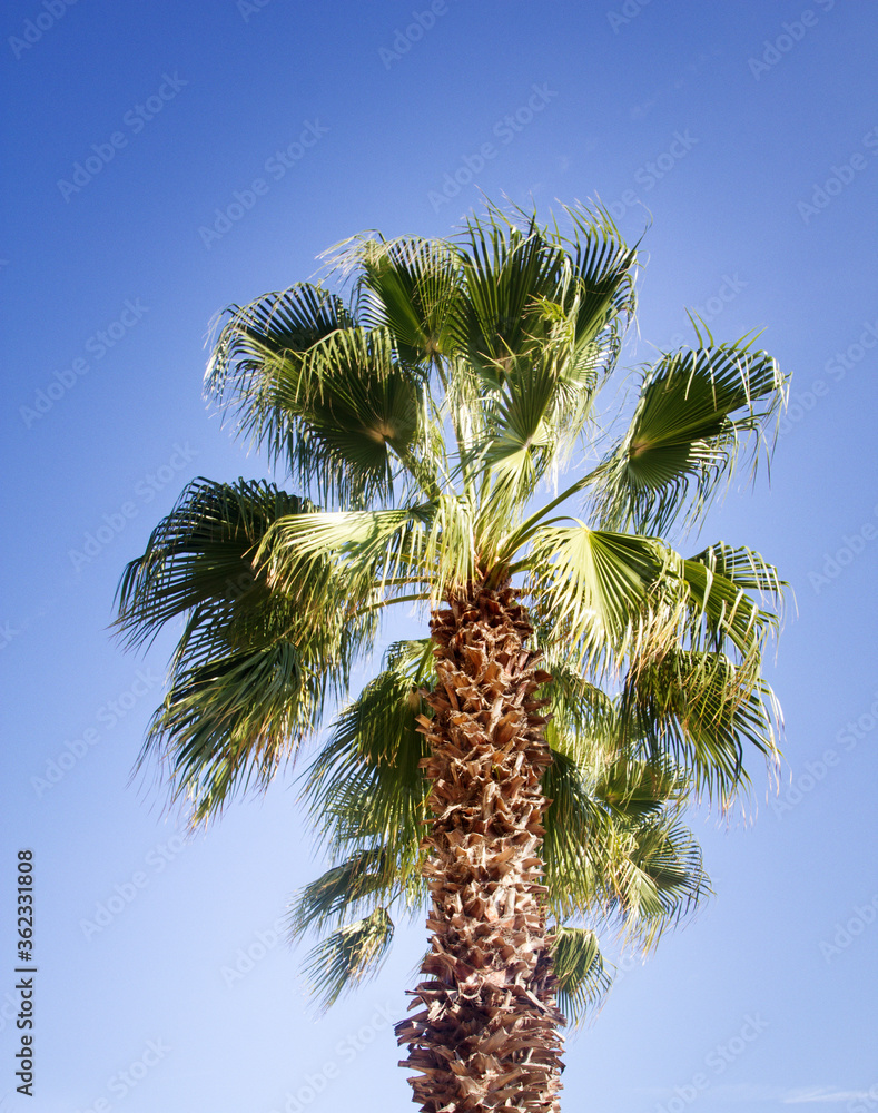 Talipot palm (Corypha umbraculifera) at winter time in Spain Stock ...