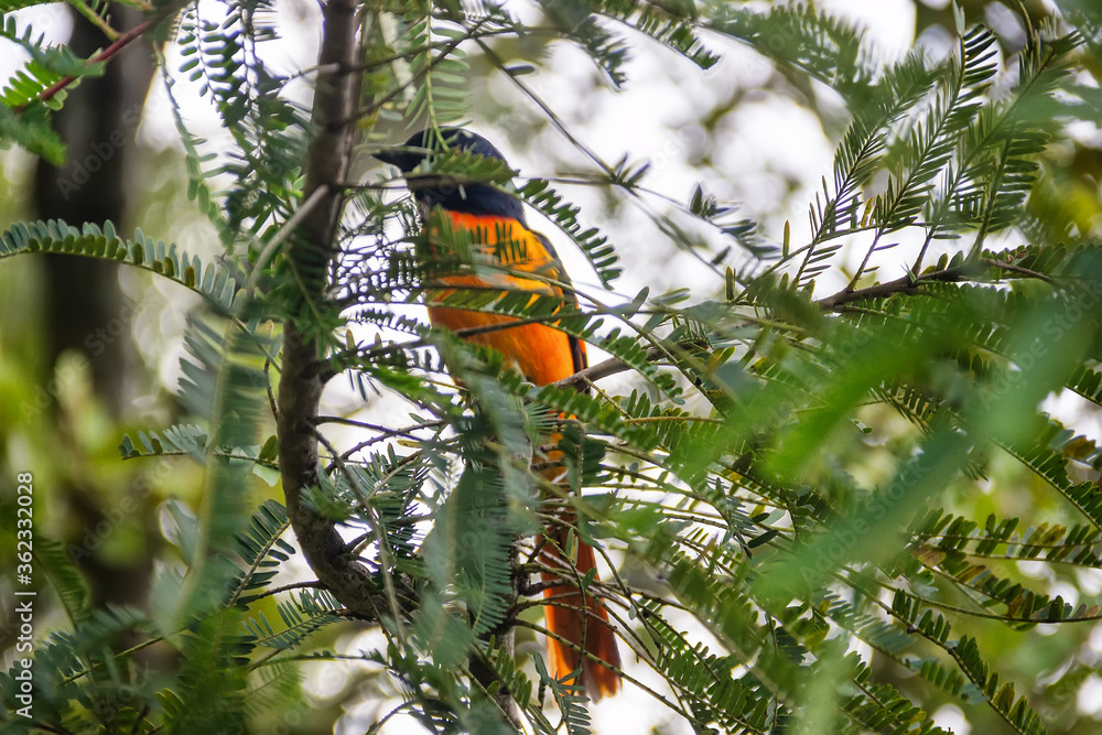 Orange Minivet (Pericrocotus flammeus, male) feeds in thickets of wild ...