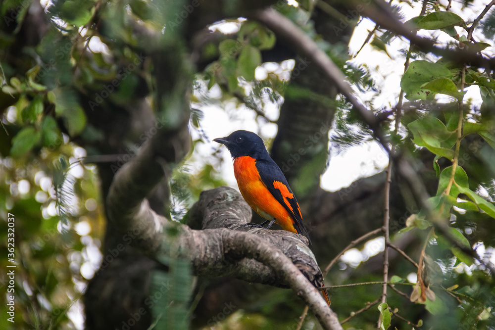 Orange Minivet (Pericrocotus flammeus, male) feeds in thickets of wild ...