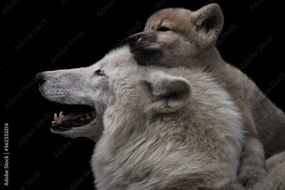 Close-up of a cute Arctic wolf pup (Canis lupus arctos) cuddling on ...