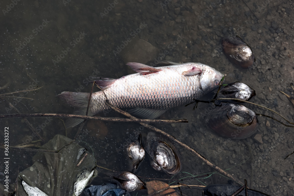 Dead Silver carp (Hypophthalmichthys molitrix) in pond surrounded by ...