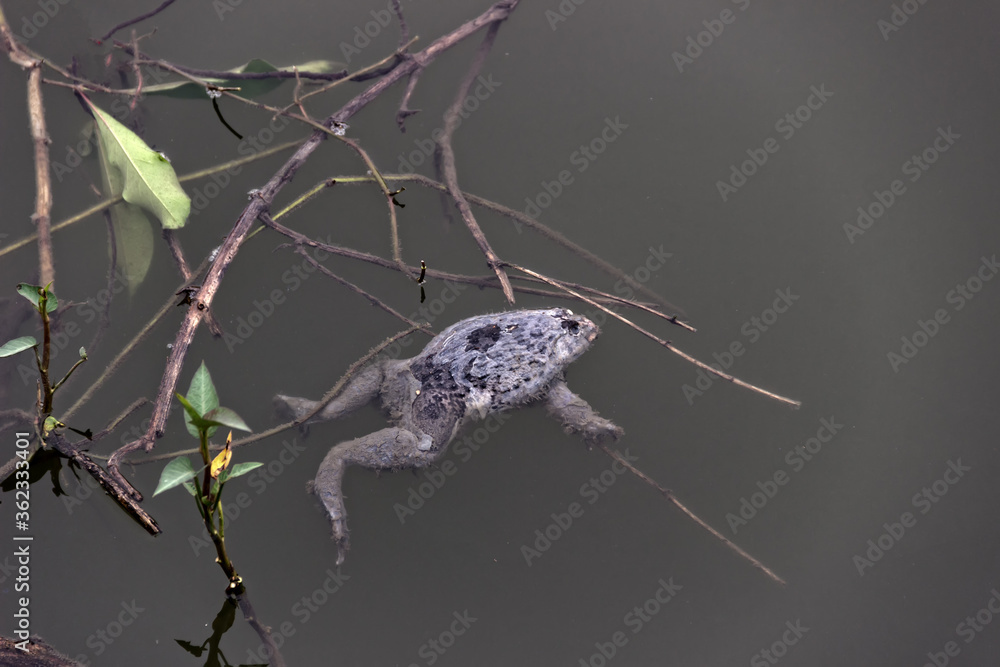 Dead Indian cricket frog (Rana limnocharis) in the pond surrounded by ...