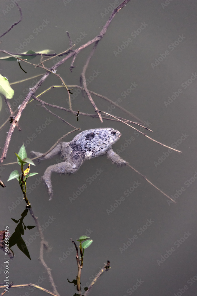 Dead Indian cricket frog (Rana limnocharis) in the pond surrounded by ...