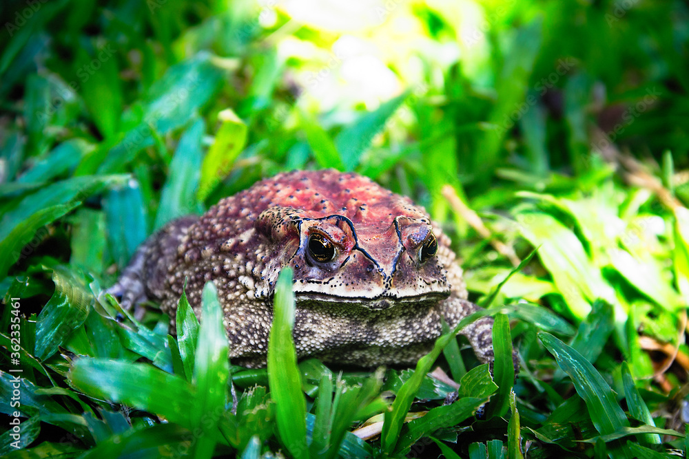 Ferguson's toad (Bufo fergusonii) in past Schneider's (dwarf) toad ...