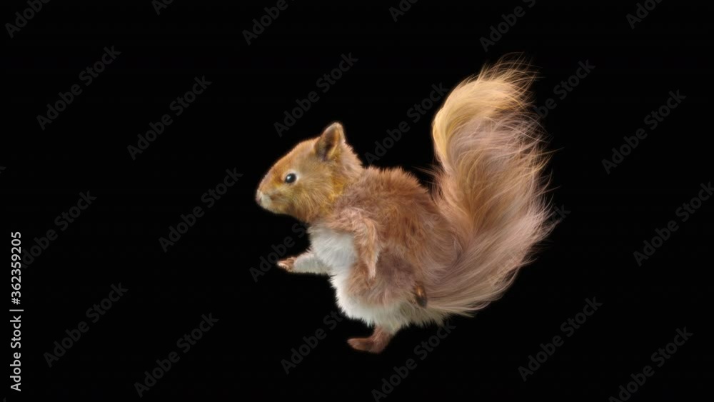 Vidéo Stock squirrel Dance CG fur, 3d rendering, animal realistic CGI ...