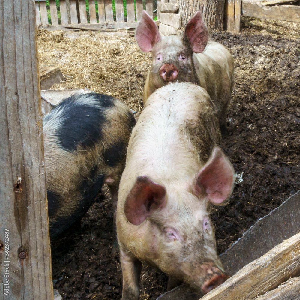 Domestic pigs in the livestock. Lrge group of pigs playing together an ...