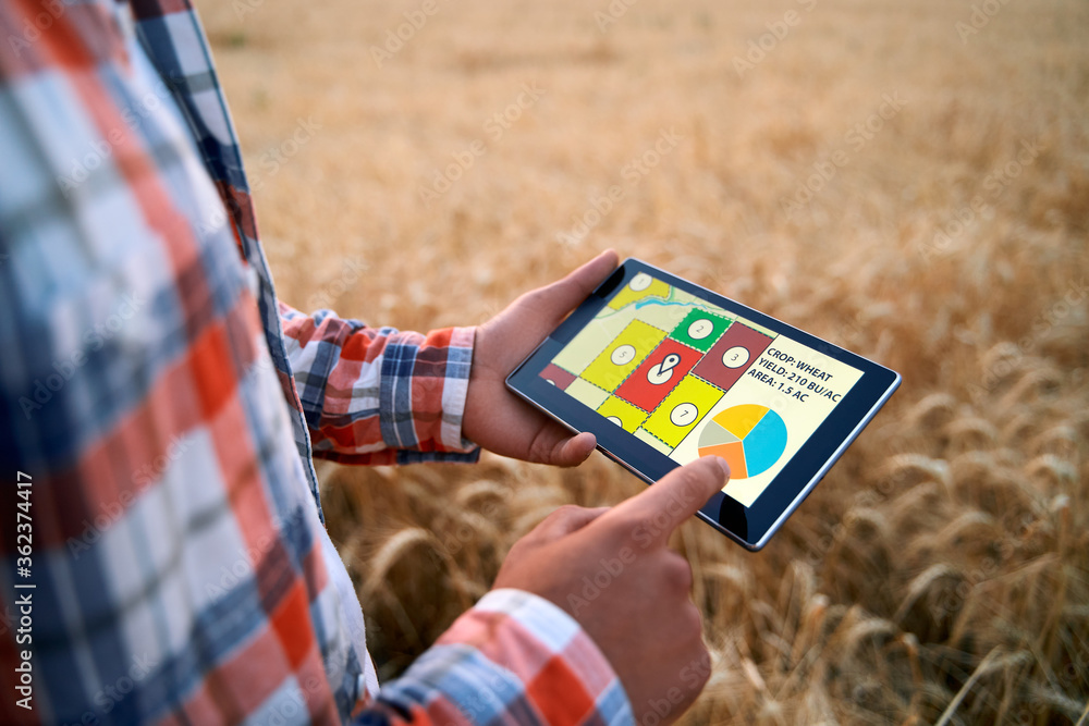 Precision farming. Farmer holds tablet using online data management ...