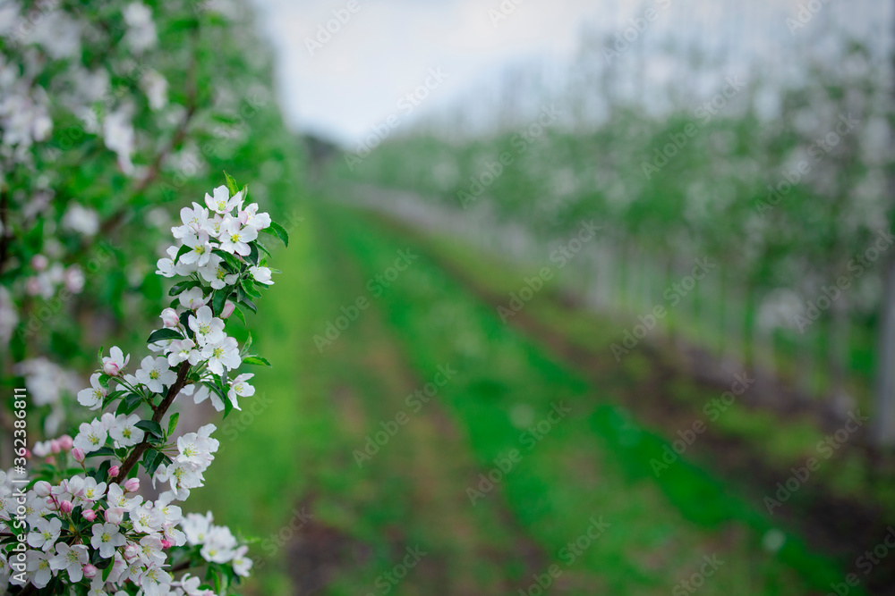 Road to modern smart farm. Flowering fruit trees on blurred background ...
