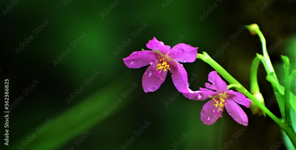 Waterleaf , Talinum fruticosum, Fame Flowers, a common kerala leaf ...