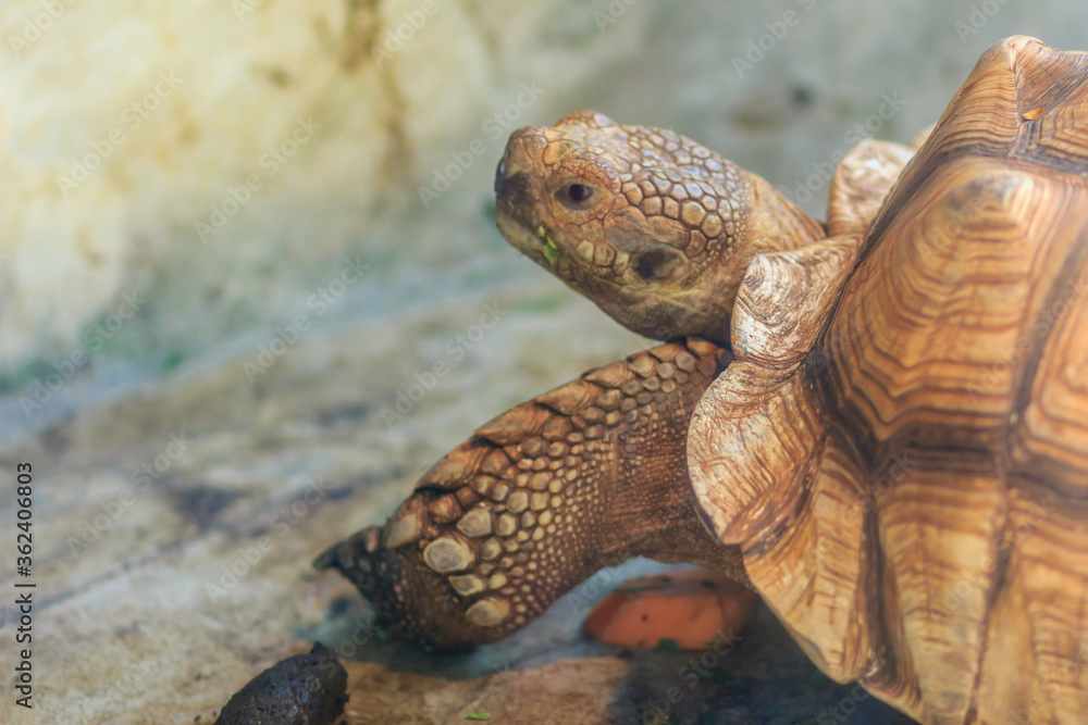 Cute African spurred tortoise (Centrochelys sulcata), also called the ...