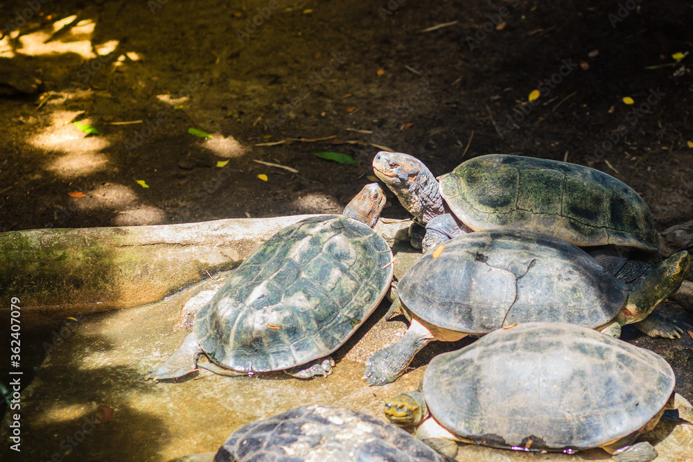 Cute yellow-headed temple turtle (Heosemys annandalii) is a large ...