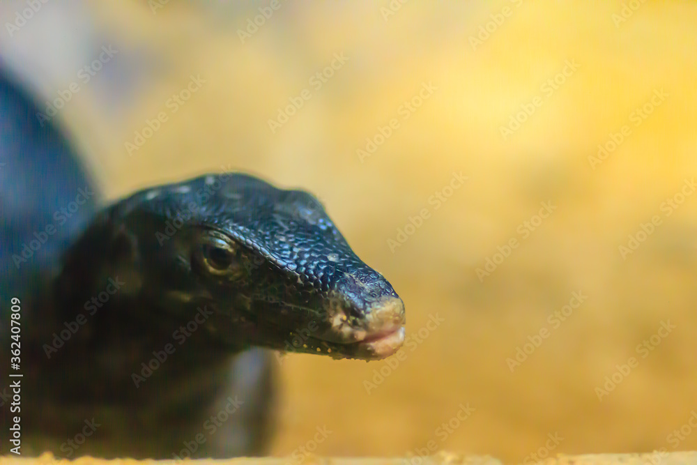 Cute Black Water Monitor (Varanus salvator komaini). Rarely and very ...