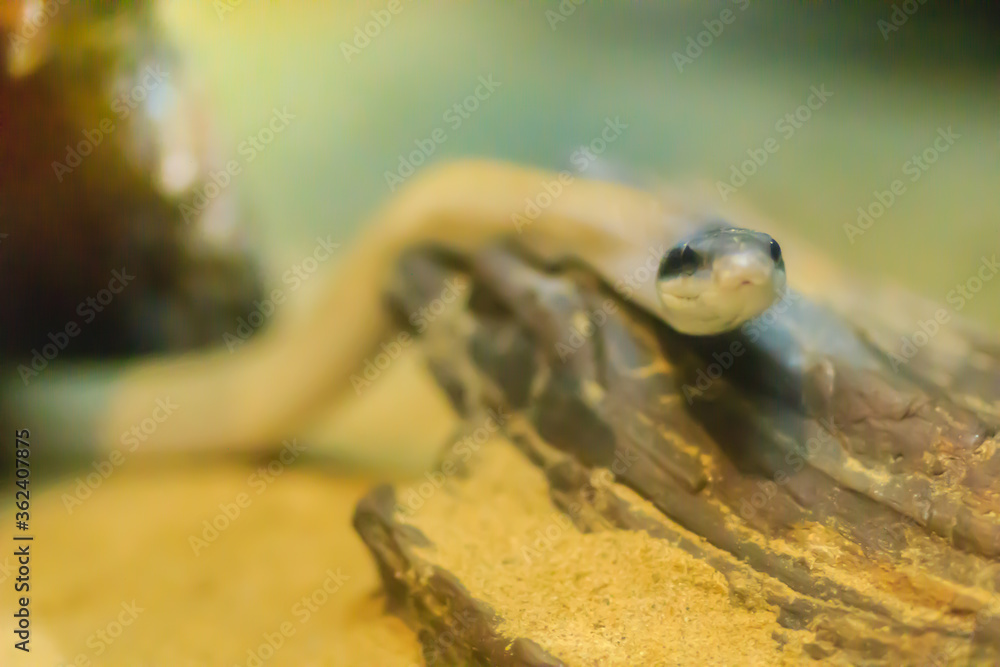 Stripe-tailed Racer, or Cave-dwelling Racer snake in the cave. It's ...