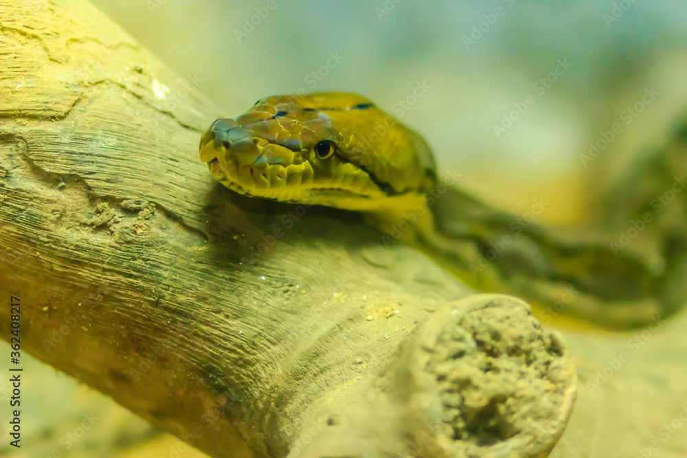 Cute Reticulated Python(Regal Python) Python reticulatus is light ...