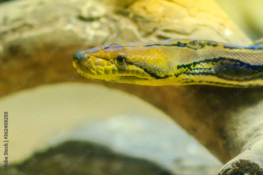 Cute Reticulated Python(Regal Python) Python reticulatus is light ...