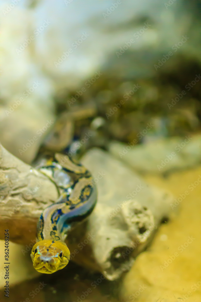 Cute Reticulated Python Regal Python Python Reticulatus Is Light