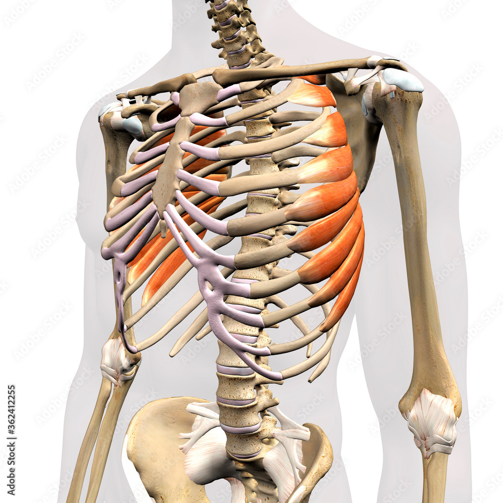 Male Anterior Serratus Muscles Isolated on Rib Cage Human Anatomy on ...