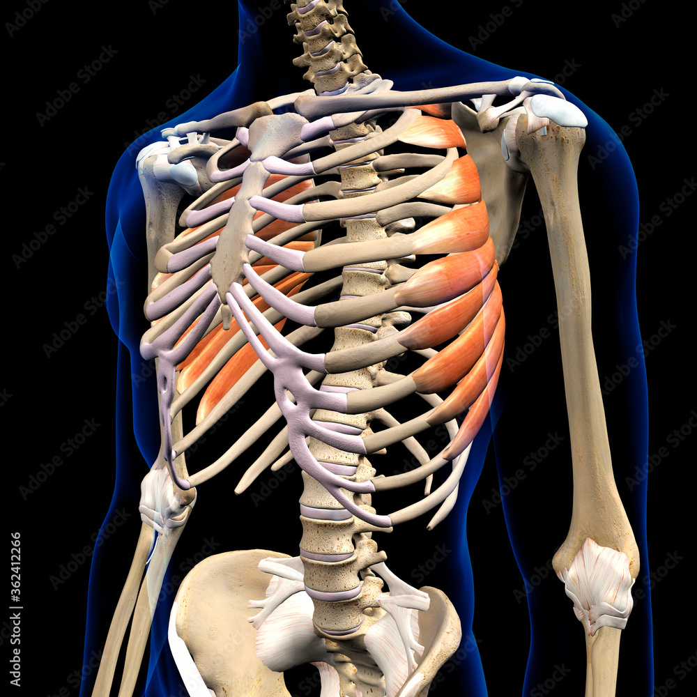 Male Anterior Serratus Muscles Isolated on Rib Cage Human Anatomy on ...