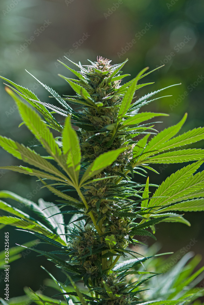 La Affie Strain