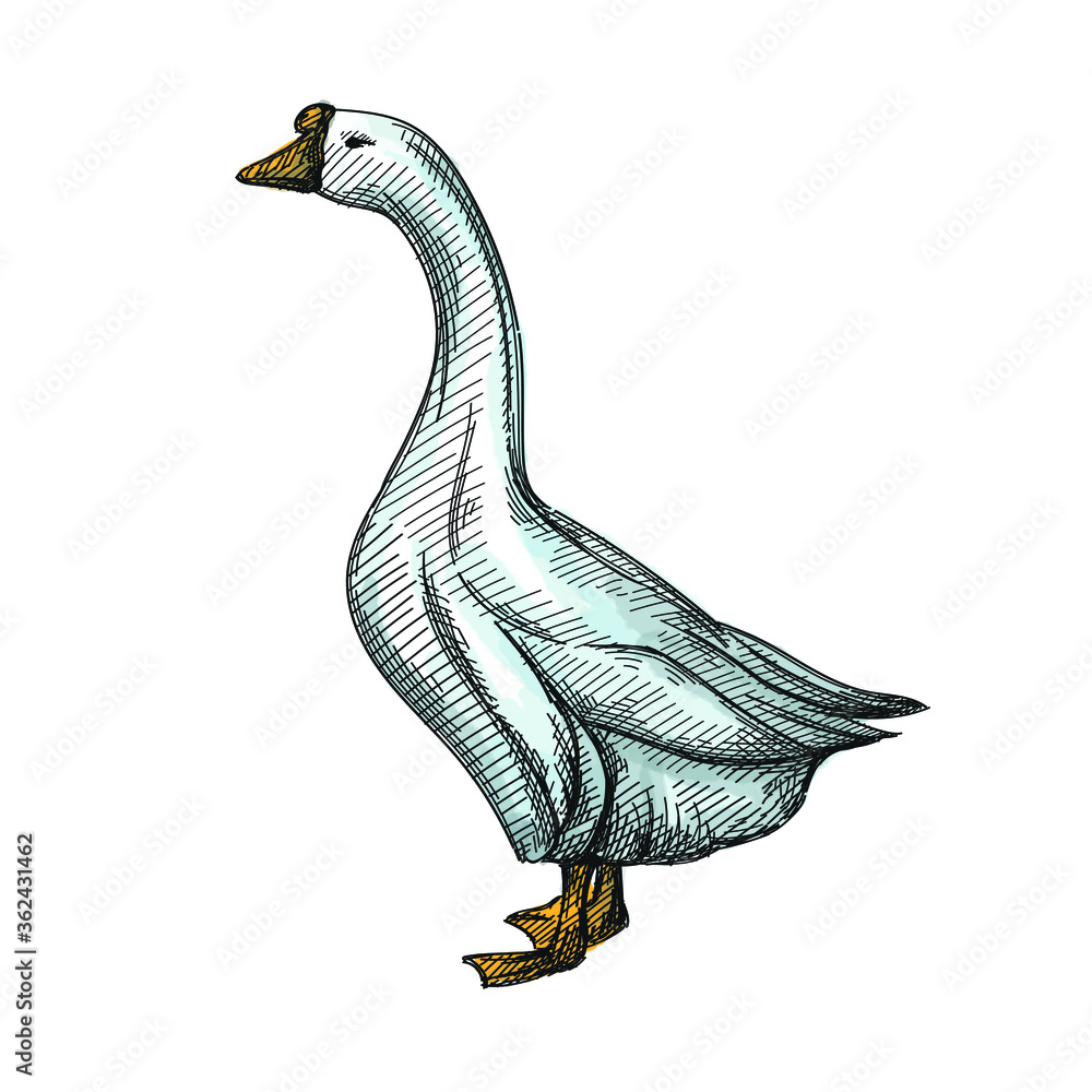 Vetor de Colorful watercolor Hand-drawn sketch of white goose with long ...