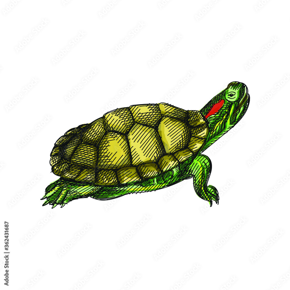 Colorful watercolor Hand-drawn sketch of a turtle on a white background ...