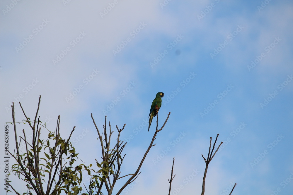 maracanã verdadeira - arara - maritaca - papagaio - aves - birds Stock ...