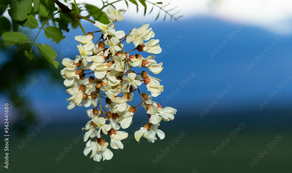 Robinia pseudoacacia, commonly known in its native territory as black ...