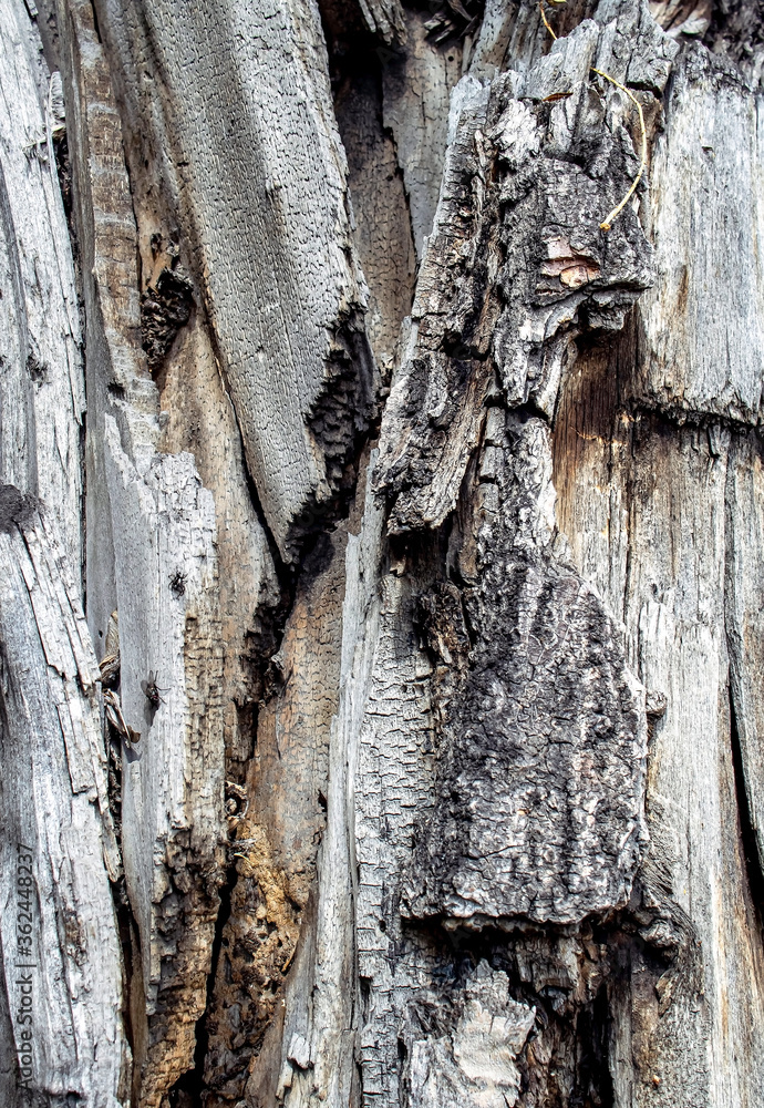 texture of the side surface of an old dry stump with cracks and ...