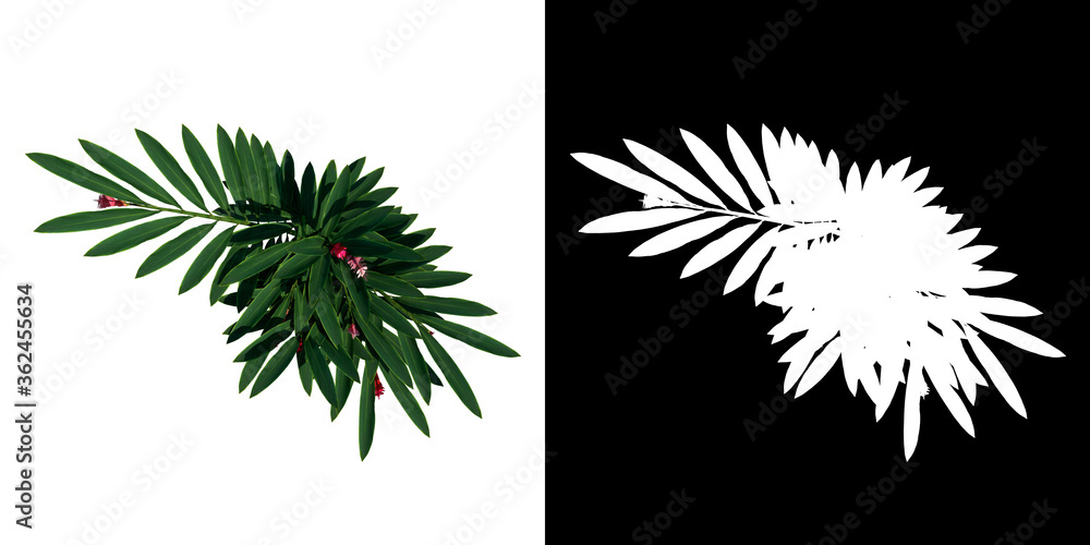 Top view of plant (Red Ginger) tree png with alpha channel to cutout ...