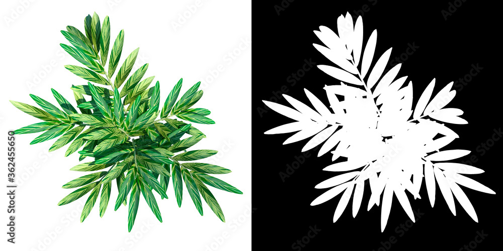 Top view of plant (Bitter Ginger) tree png with alpha channel to cutout ...
