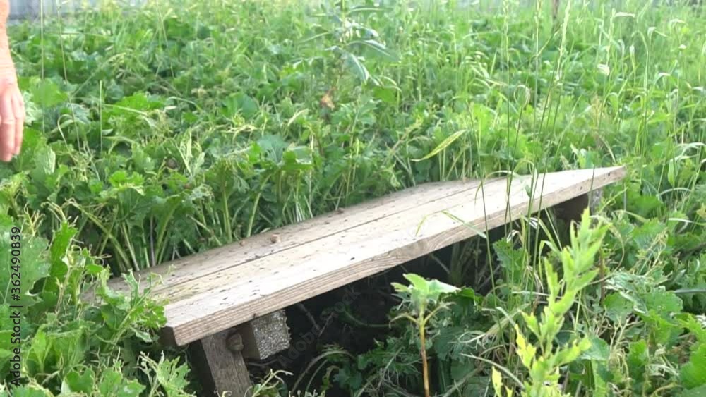 Active escargots on wooden shelves in agriculture snails farm. Snail ...