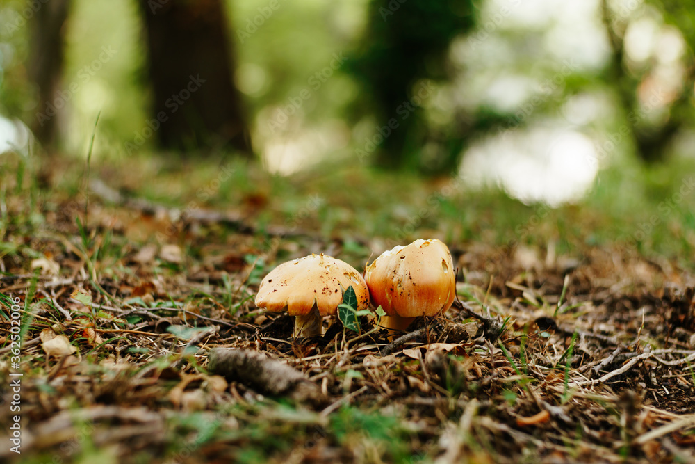 Foto de Caesar mushroom - Amanita caesarea in the grass in the autumn ...