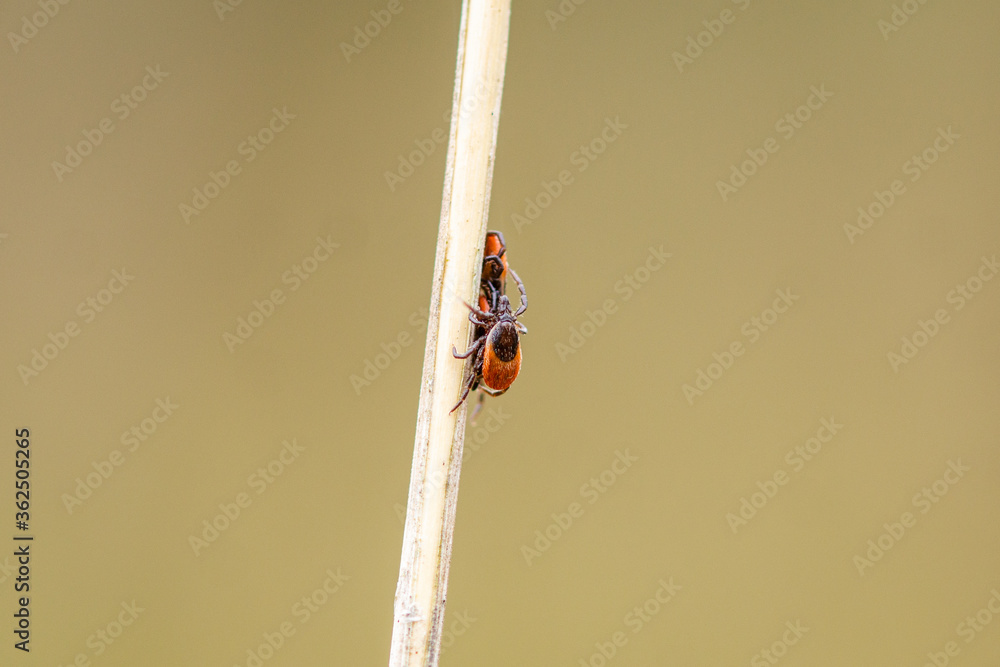 Tick, ticks, Borrelia,Ixodida, tbe, Lyme disease, arachnids, arachnid ...