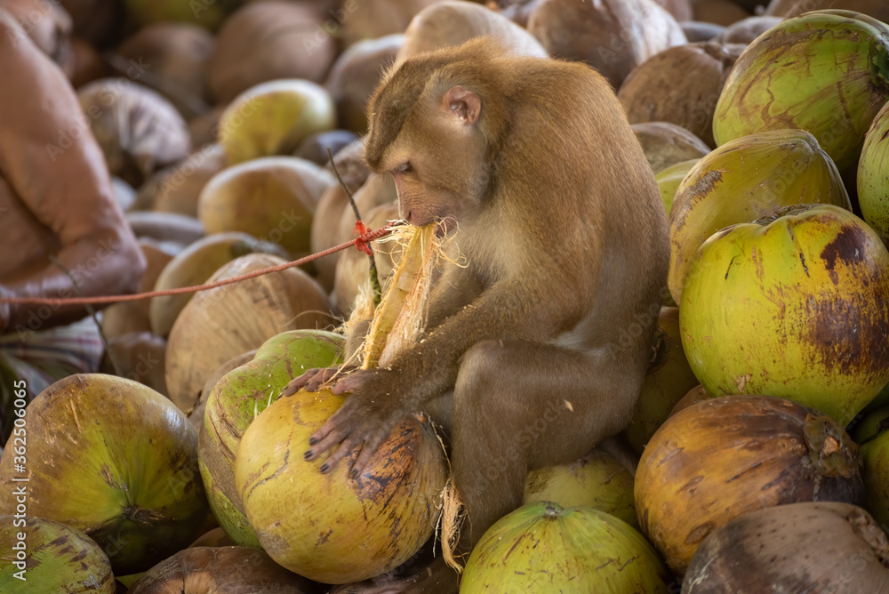macaque monkey that was tethered to work with a coconut. Brutally in ...