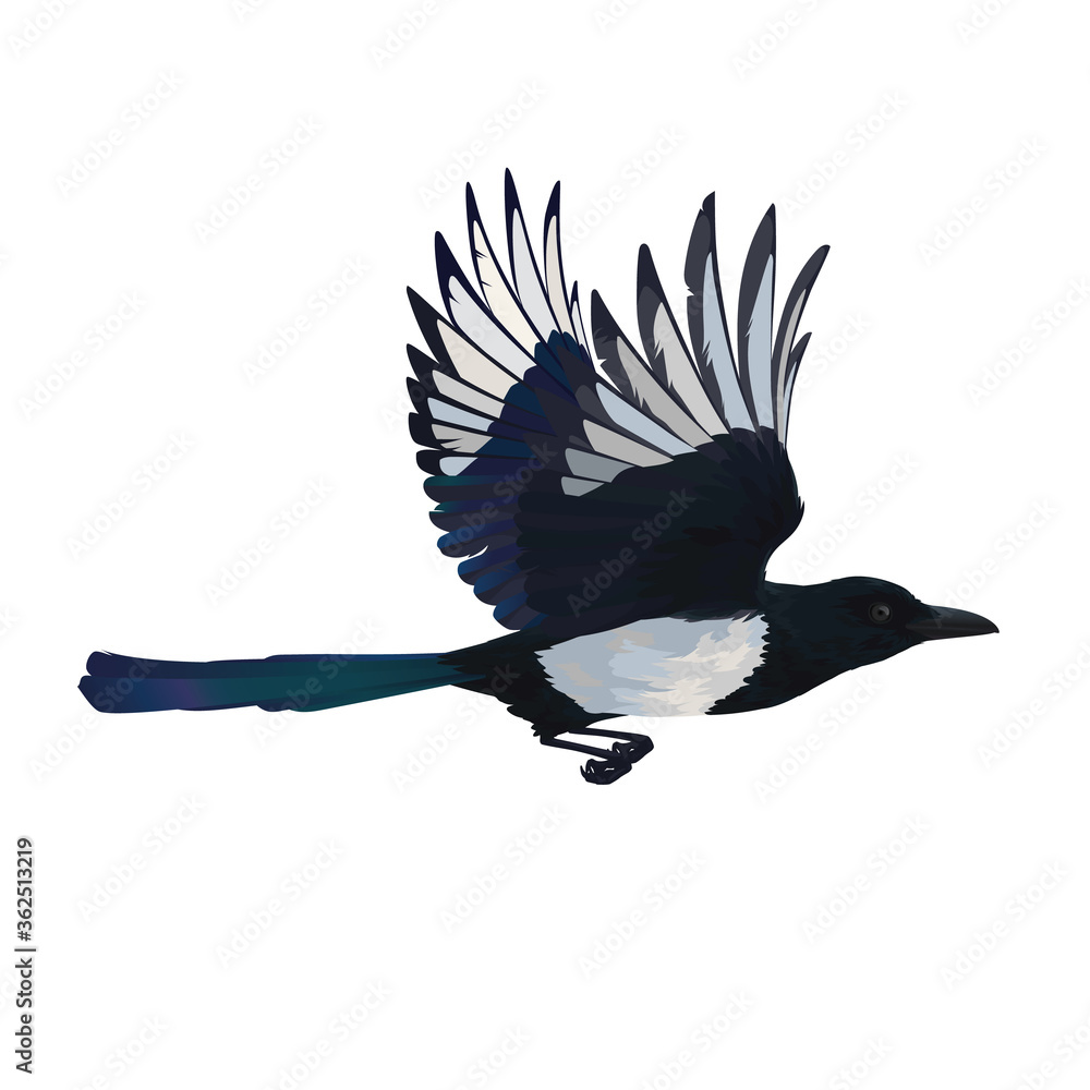Colorful vector illustration of intelligent bird Eurasian Magpie in ...