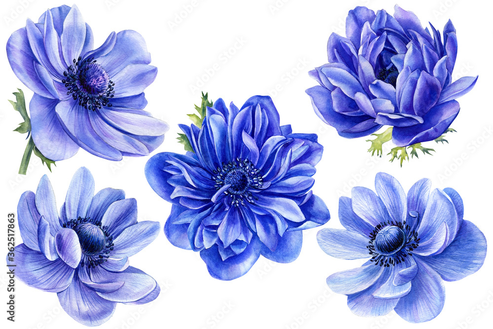 Set of anemone flowers, isolated white background, watercolor ...