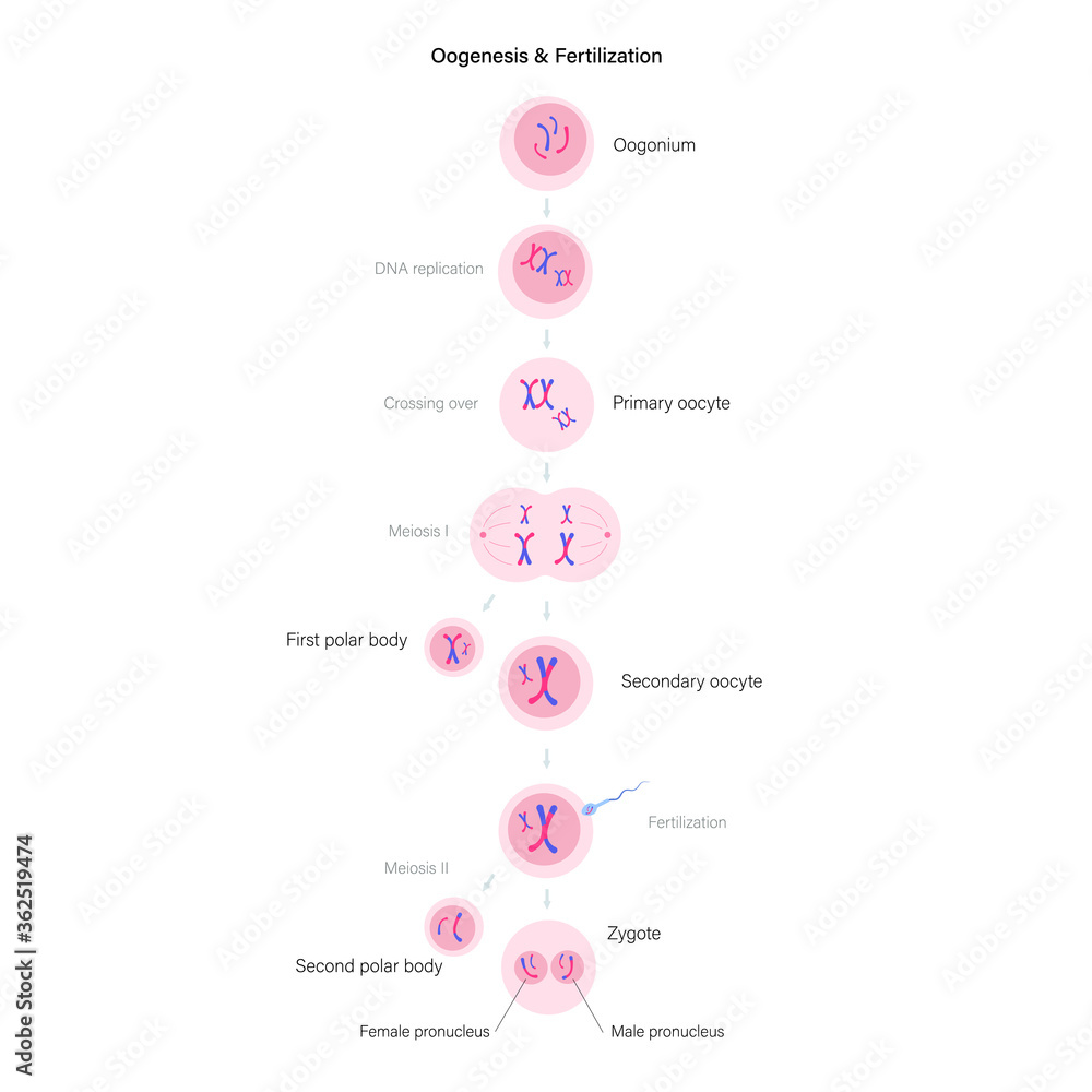 Reproductive system concept Stock Vector | Adobe Stock