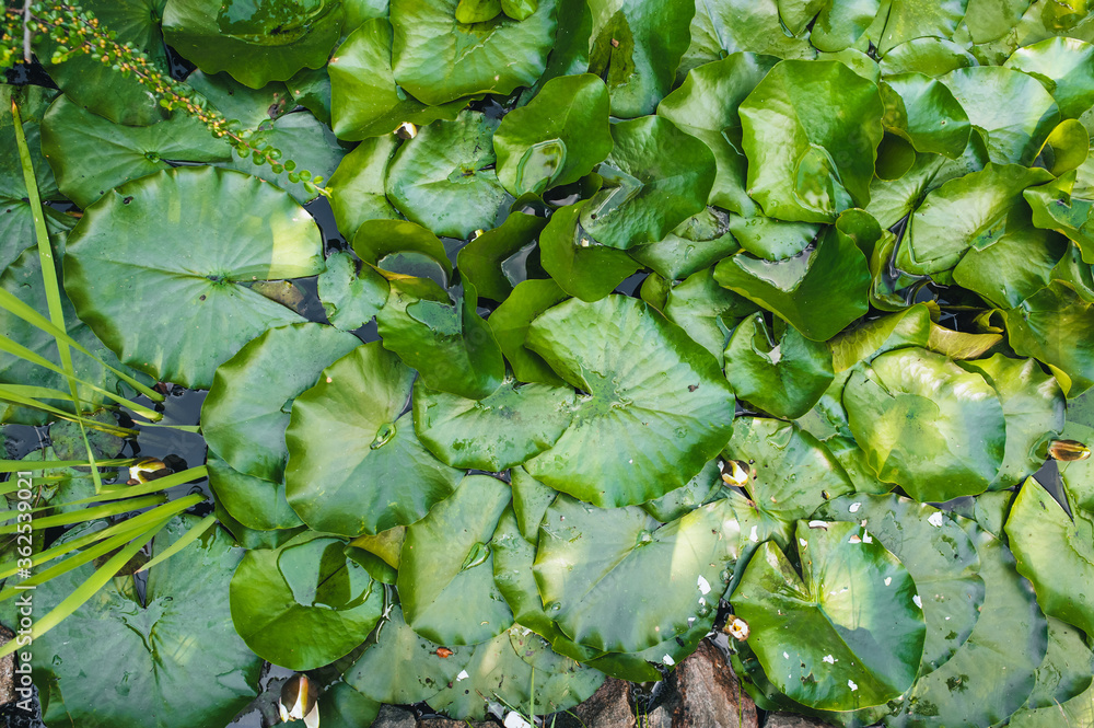 Foto de Large green leaves of water lily grow in the lake, top view ...