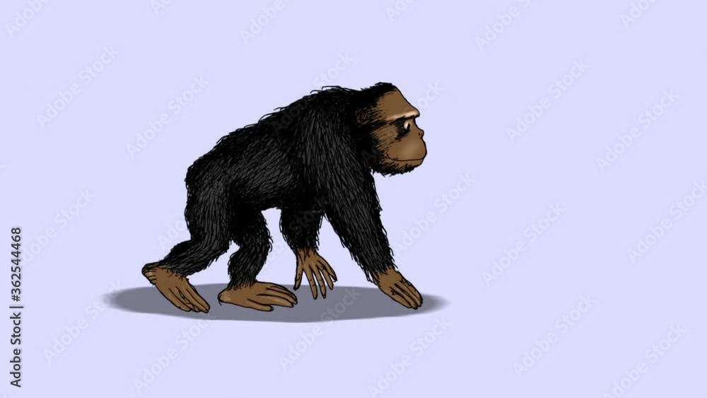 GORILLA WALK (fast) Gorilla,walks from left to the right.Last sequence ...