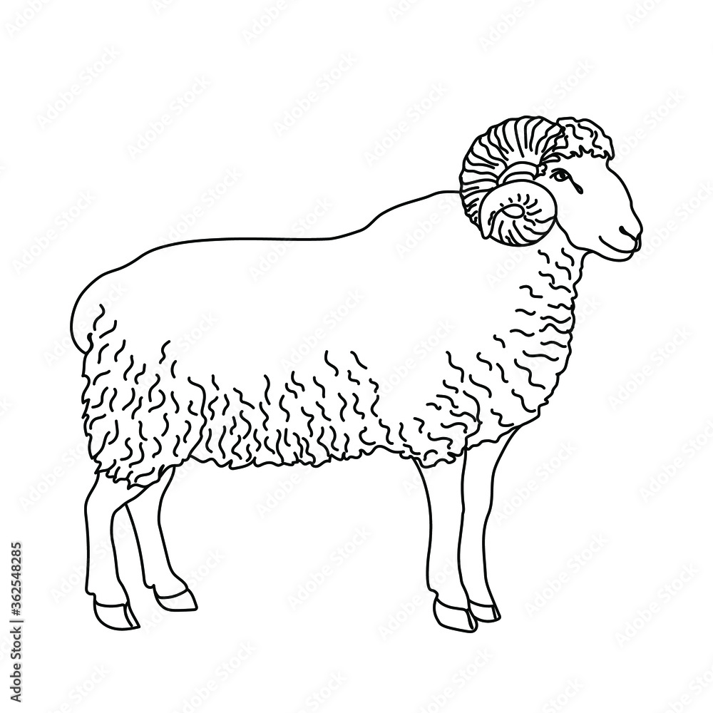 Ram line drawing. Minimalistic style for logo, icons, emblems, template ...