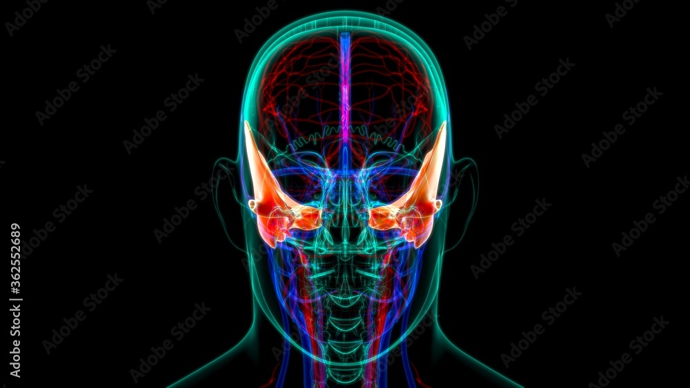 Human Skeleton Skull Temporal Bone Anatomy For Medical Concept Stock ...