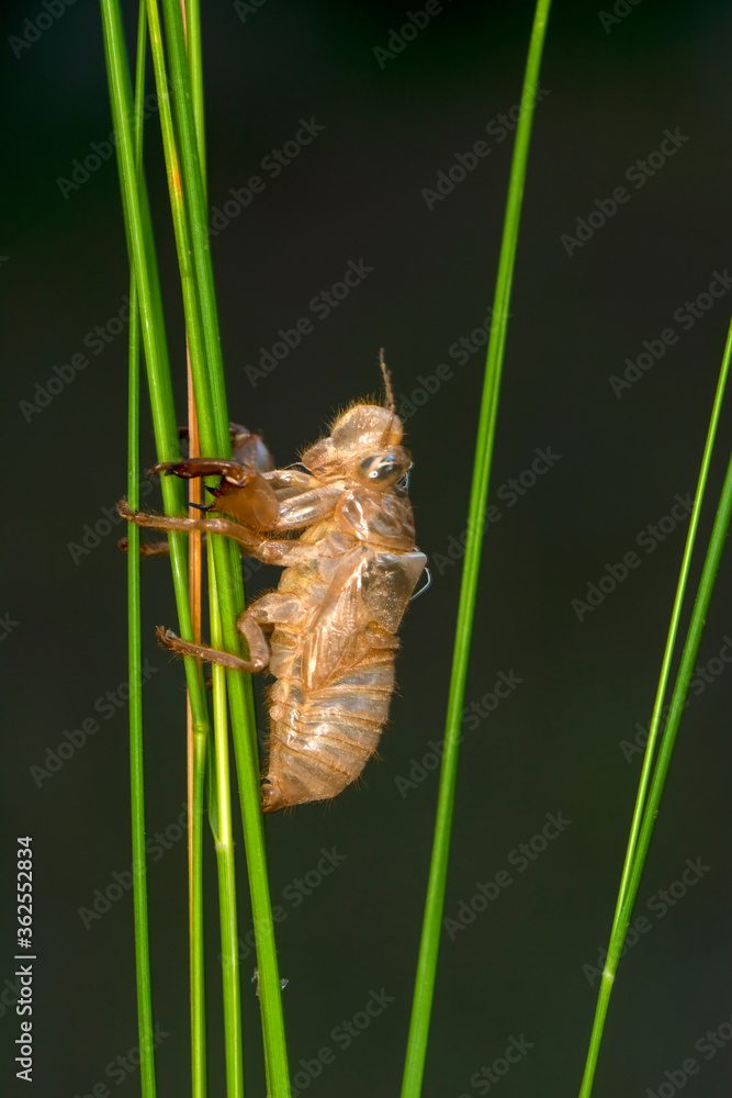 Beautiful nature scene macro cicada molting. Showing of eyes and wing ...