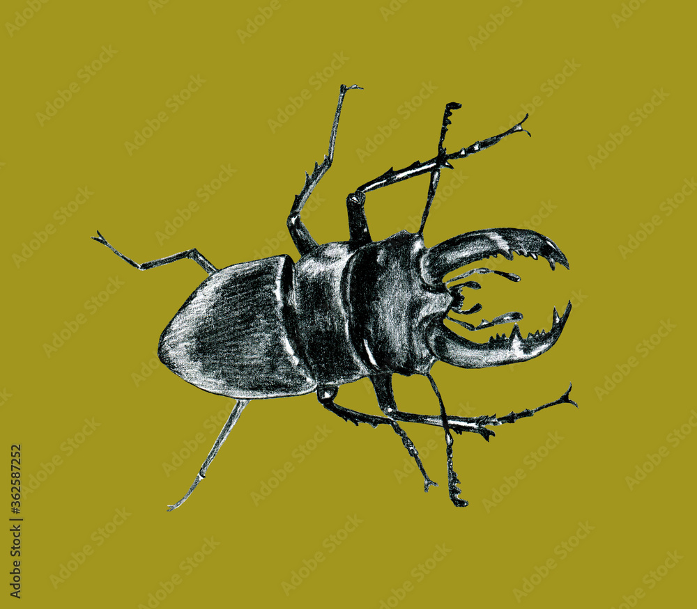 Beetle deer. Horned Beetle. Big. Insect. Line art. Drawing by hand ...