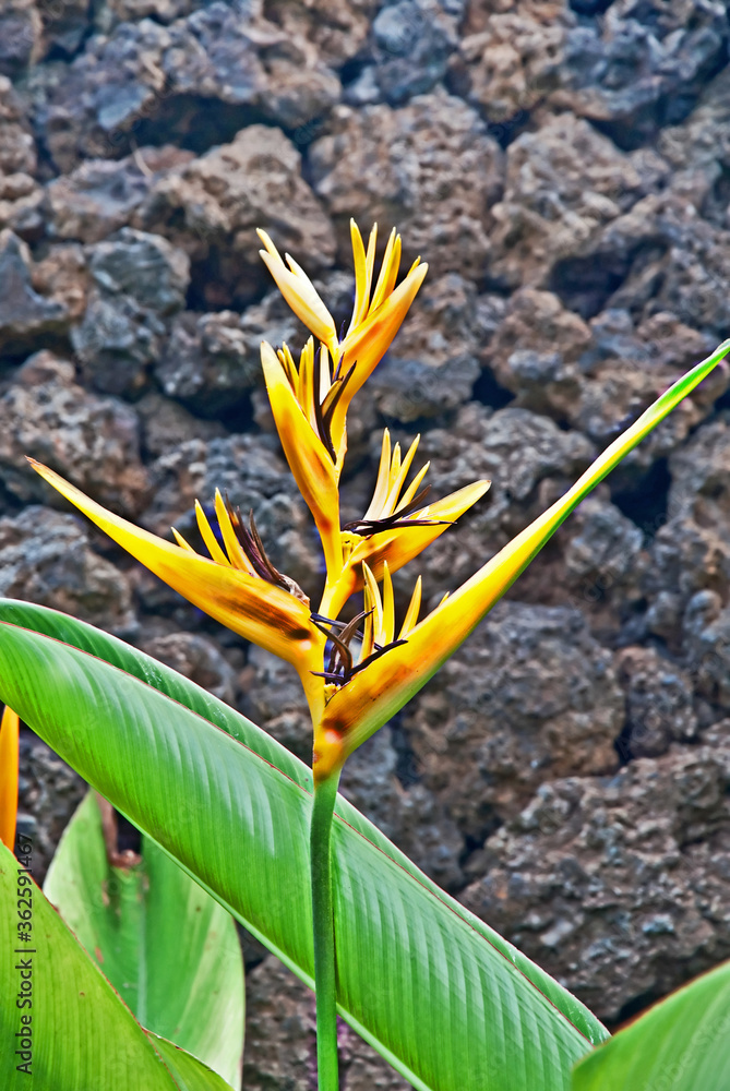 This yellow tropical flower is a Heliconia, or H. psittacorum Parrot ...
