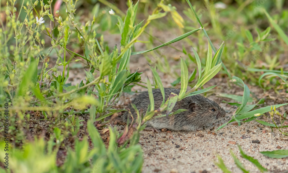 Common Vole (Microtus arvalis) in an open rural field it's Natural ...