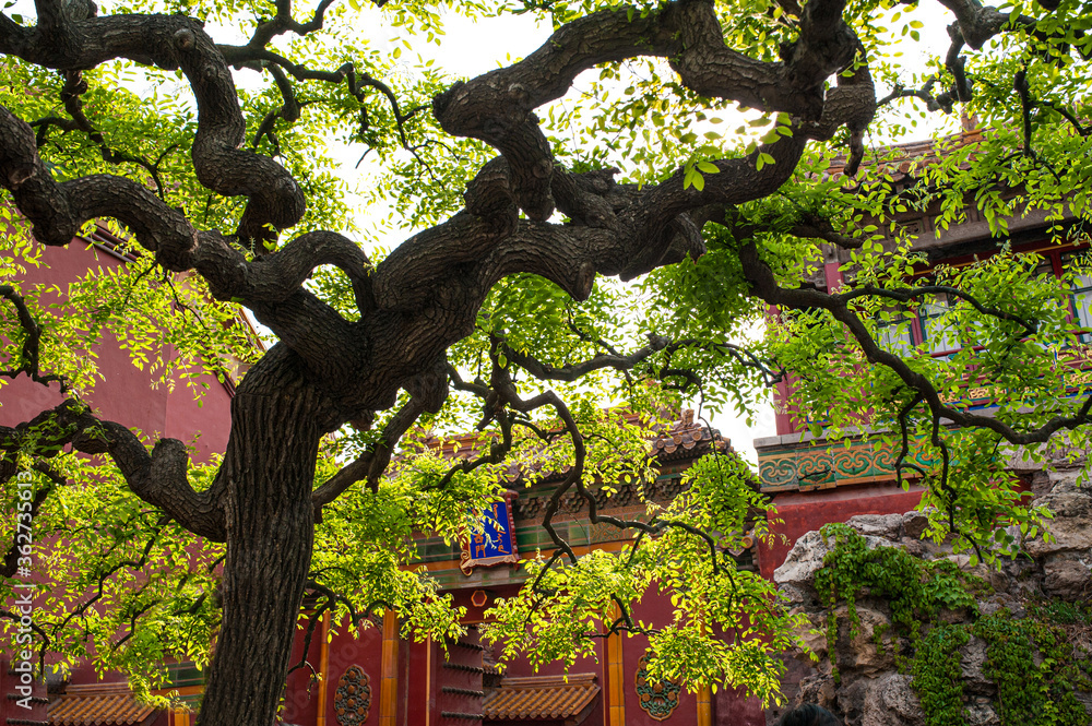 Beautiful twisted branches of ancient tree showing green leaves in ...